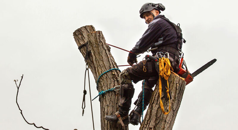 3 Pieces of Equipment Every Quality Tree Service Uses Regularly - Titan ...