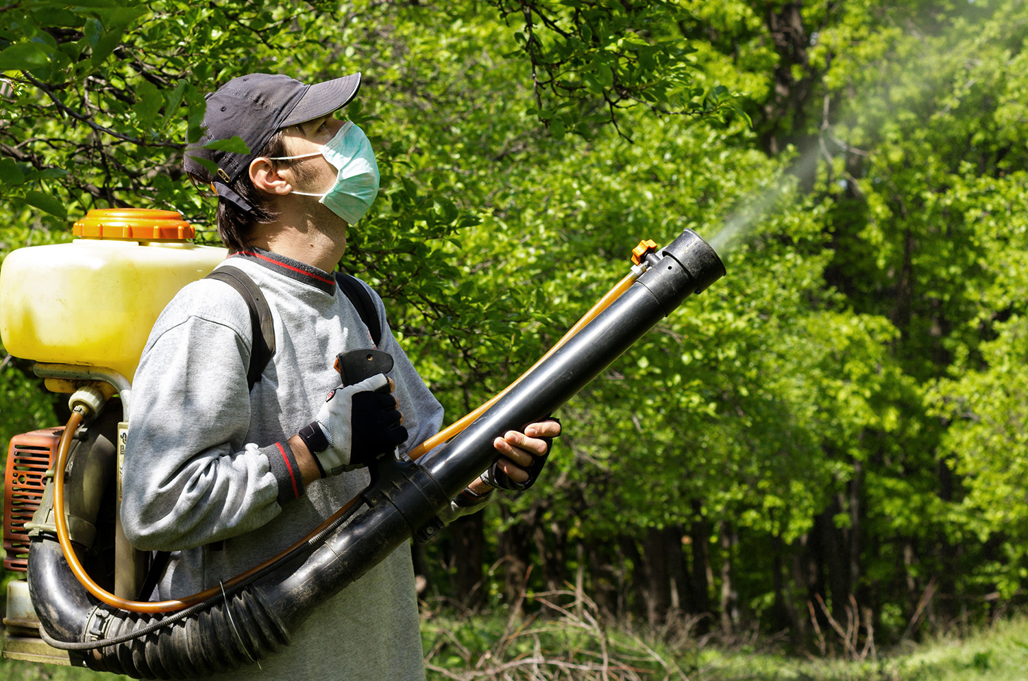 Tree Disease Management in the DC Metro - Titan Tree Care