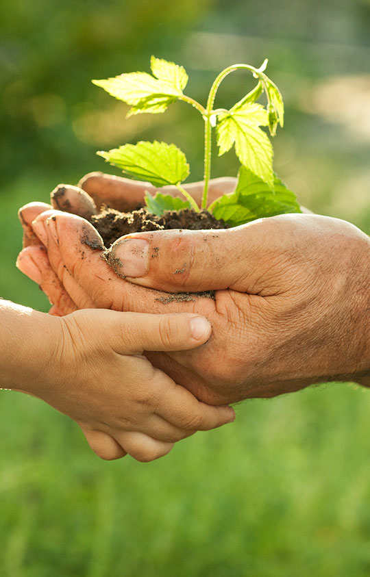 Titan Tree Care: Arborist services for D.C., Maryland, and Virginia ...