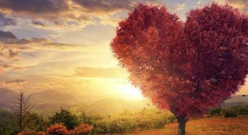 Extreme Heat, and Tree Health – What You Should Know - Titan Tree Care