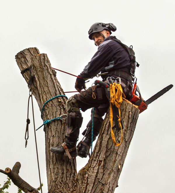 Tree Cabling and Bracing in MD, VA, and D.C - Titan Tree Care