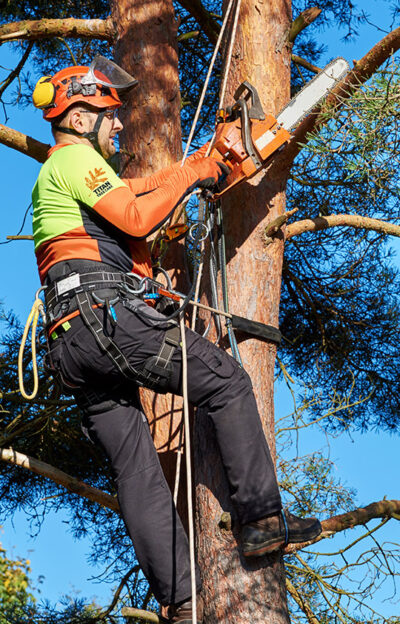 Titan Tree Care: Arborist services for D.C., Maryland, and Virginia ...