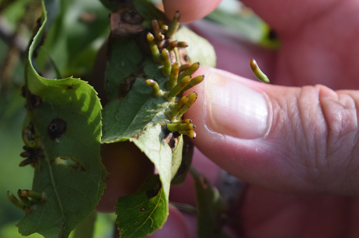 Tree Disease Management in the DC Metro - Titan Tree Care