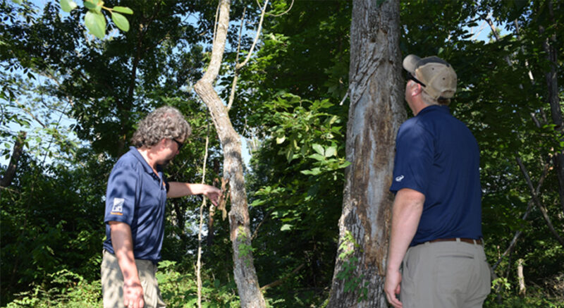 What is an ISA Certified Arborist and Why is it so Important? - Titan ...