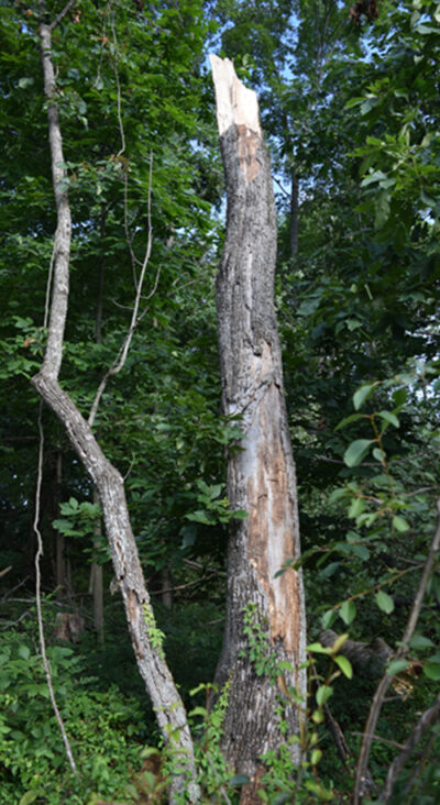 Could your tree become a Habitat Spar? - Titan Tree Care