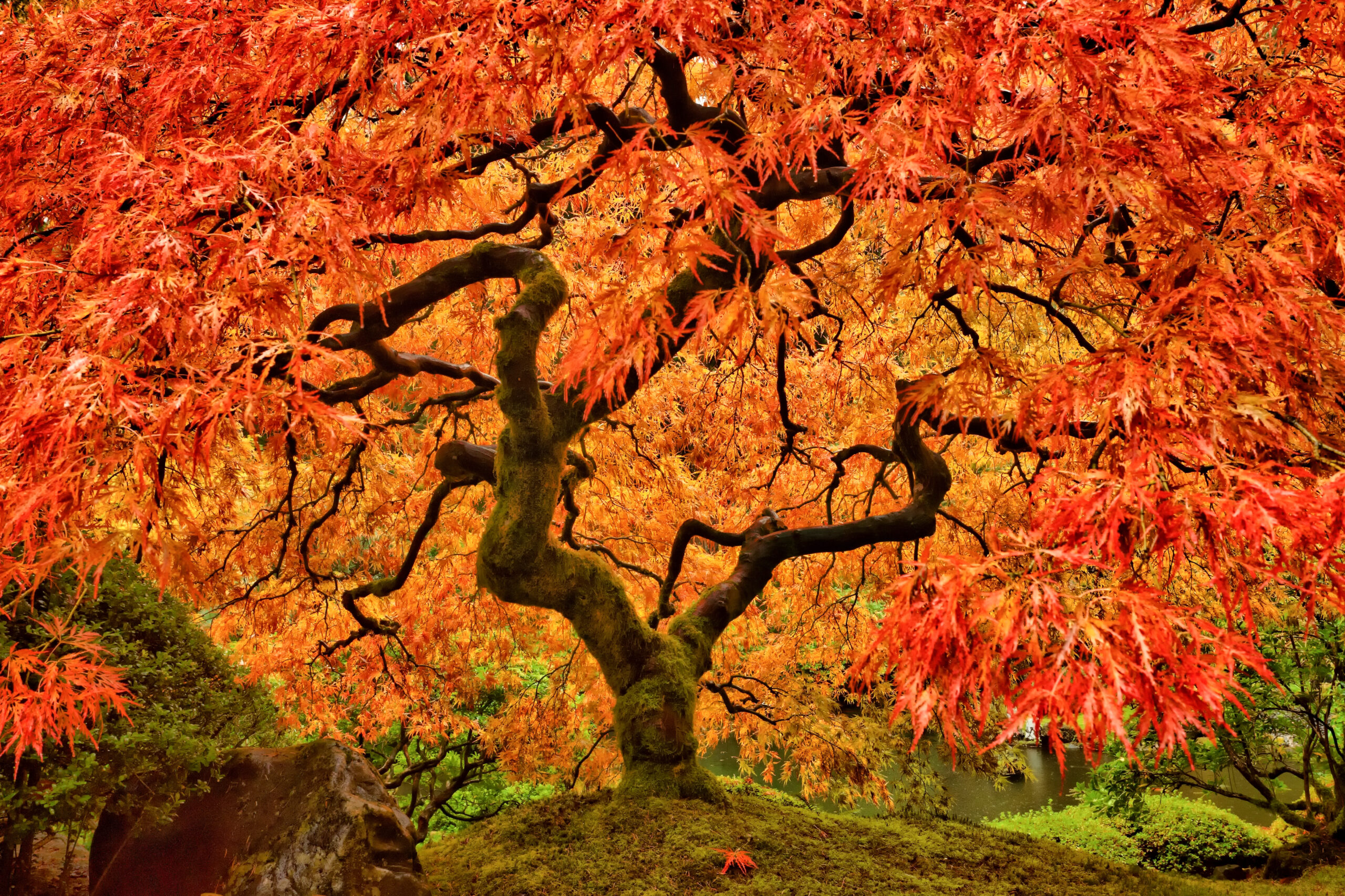 5 Bee Friendly Trees In The Virginia Maryland And DC Area Titan Tree Care