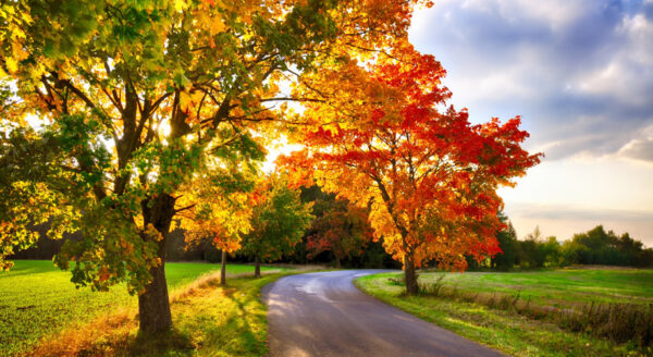 Fun Facts about Maple Trees - Titan Tree Care