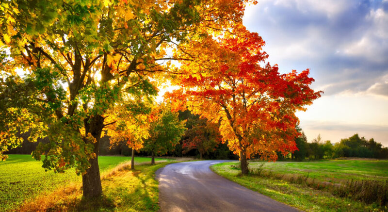 Fun Facts about Maple Trees - Titan Tree Care