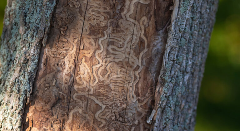 Name that bug! The Emerald Ash Borer - Titan Tree Care