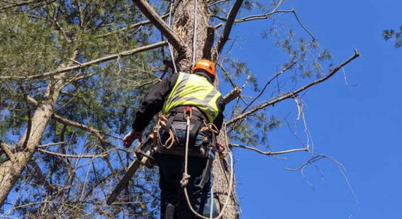 The 4 Methods of Tree Pruning...It's More Than Just A Haircut - Titan ...