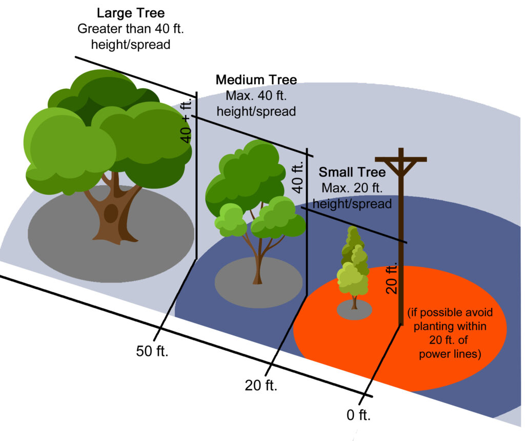 Power Lines and Planting Trees: What You Need To Know - Titan Tree Care