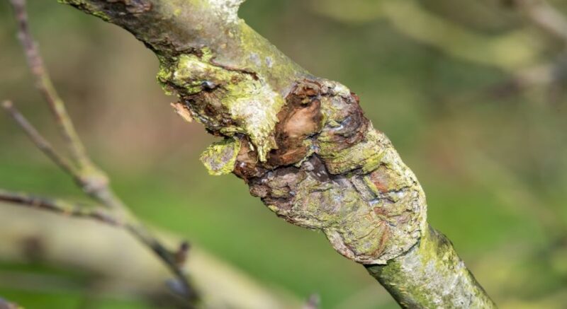Canker Disease: What You Need To Know - Titan Tree Care