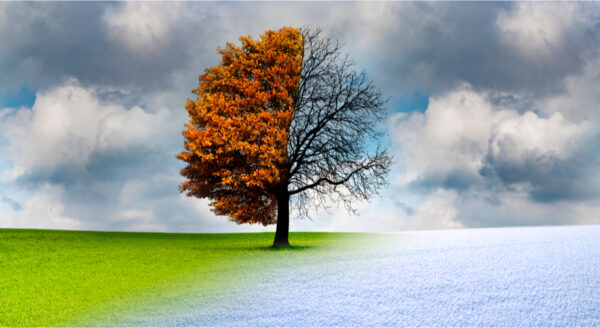 Seasonal Cycles: Why Do Trees Go Dormant? - Titan Tree Care