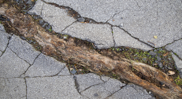 Tree Roots vs Concrete - Titan Tree Care