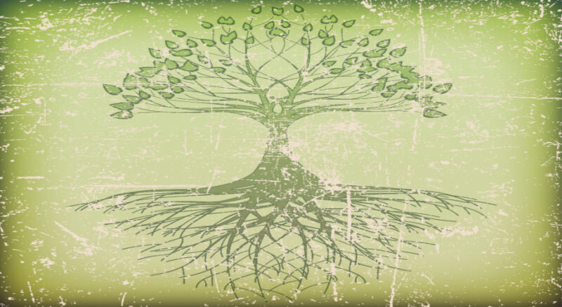 Tree Root Growth Misconceptions - Titan Tree Care