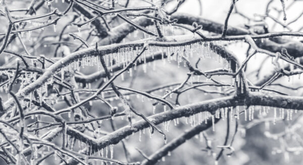 Freezing Weather & Your Trees - Titan Tree Care