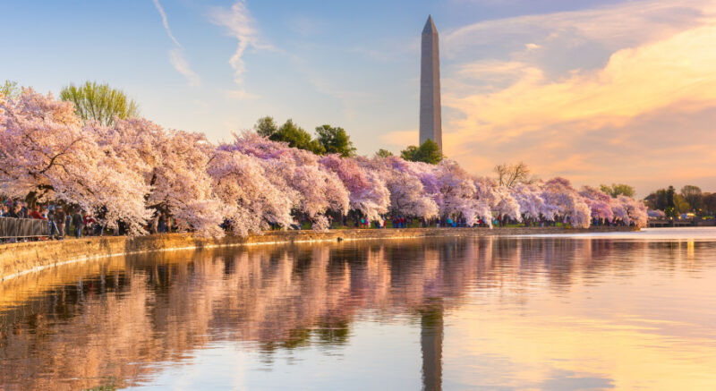 The History of Cherry Trees in Washington DC - Titan Tree Care