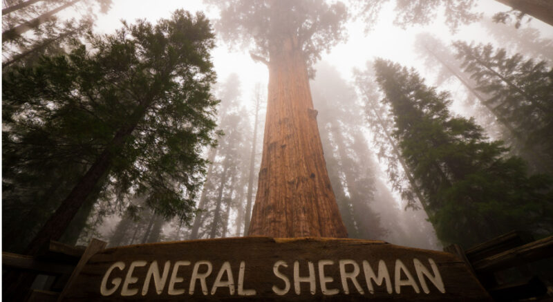 General Sherman: Unveiling the Majesty of Earth's Largest Living Tree ...