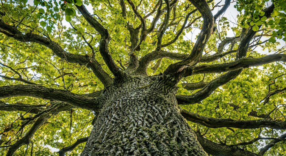 Lessons We Can Learn From Trees - Titan Tree Care