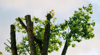 Why Tree Topping is Dangerous & What to Do Instead - Titan Tree Care