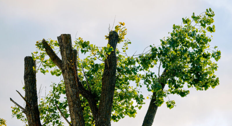Why Tree Topping is Dangerous & What to Do Instead - Titan Tree Care